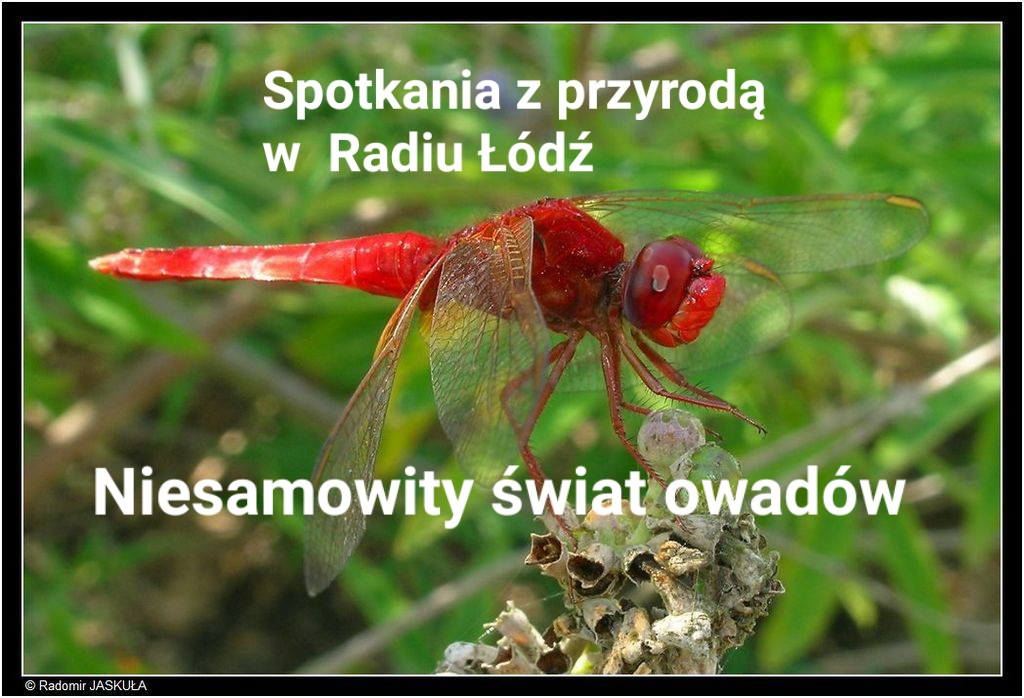 Niesamowity świat Owadów Radio Łódź